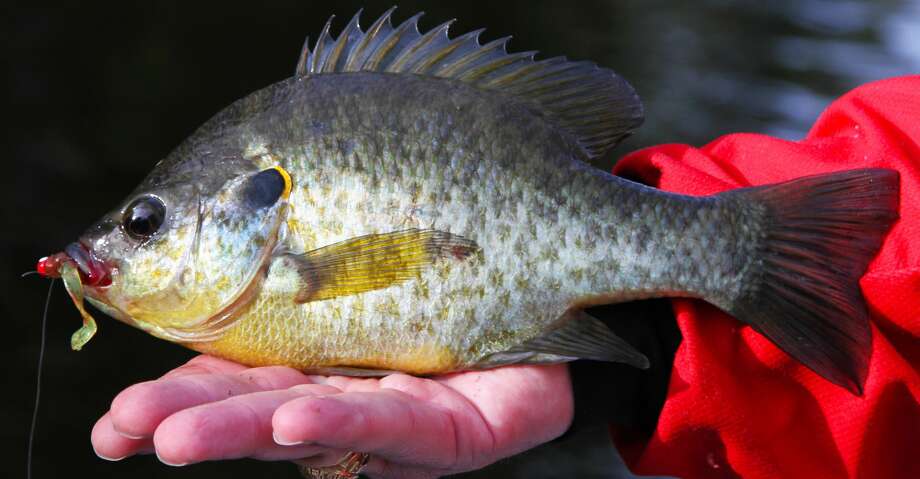 June spawn signals peak in Texas sunfish action - Houston Chronicle