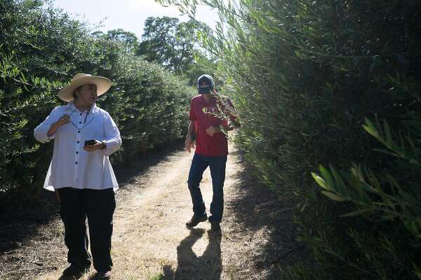 “Upstate CA?” Northern California has an image problem - San Francisco ...