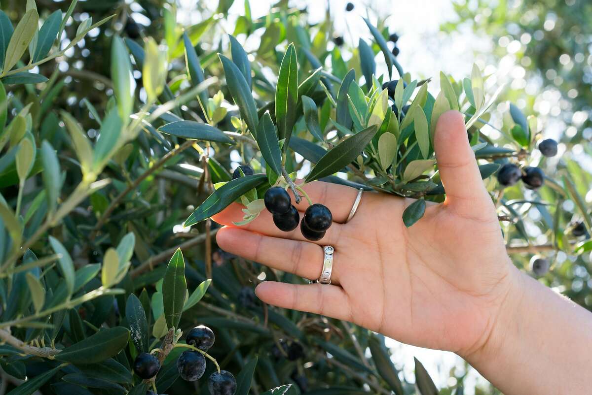 California’s olive oil craze: rooted in the far north counties