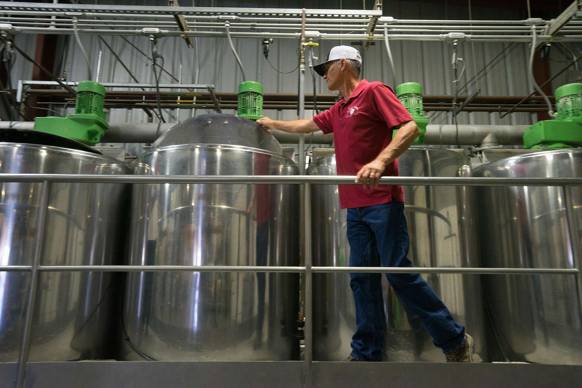 California’s olive oil craze: rooted in the far north counties