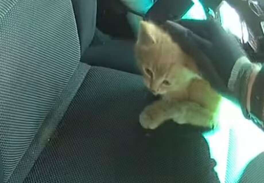 Couple of vegans rescue cat who was thrown around by 'meth-addled man ...