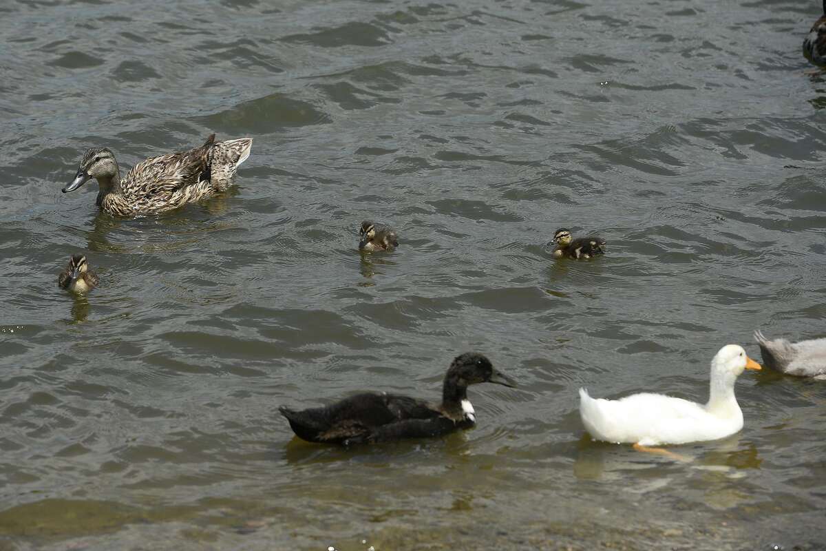 Photos: Adorable ducklings splash around Event Centre pond