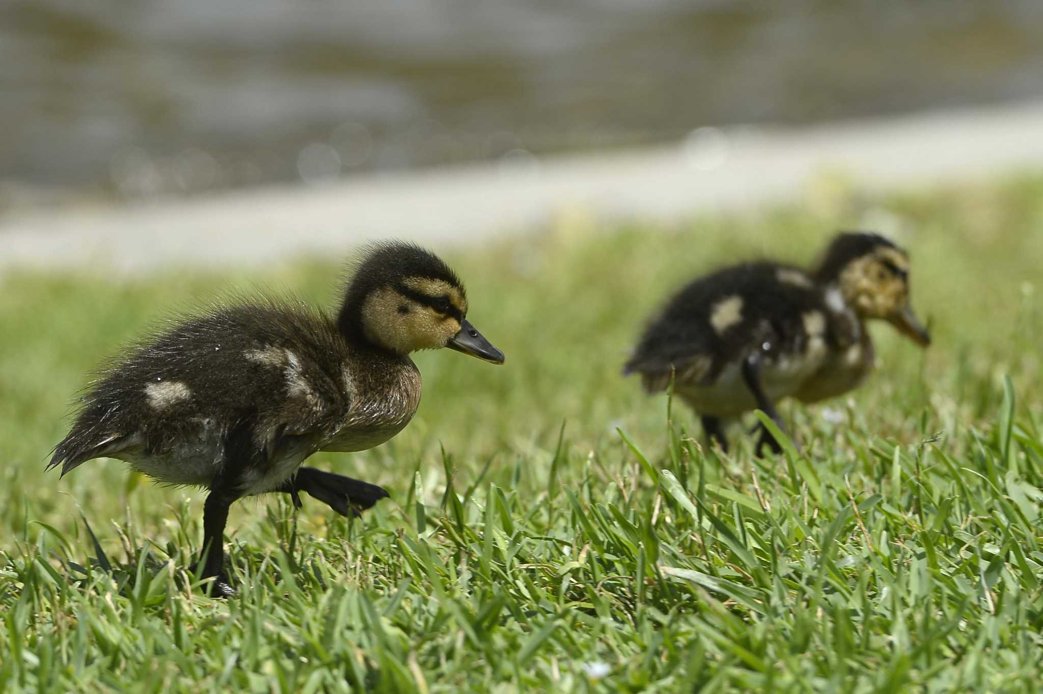 Photos: Adorable ducklings splash around Event Centre pond