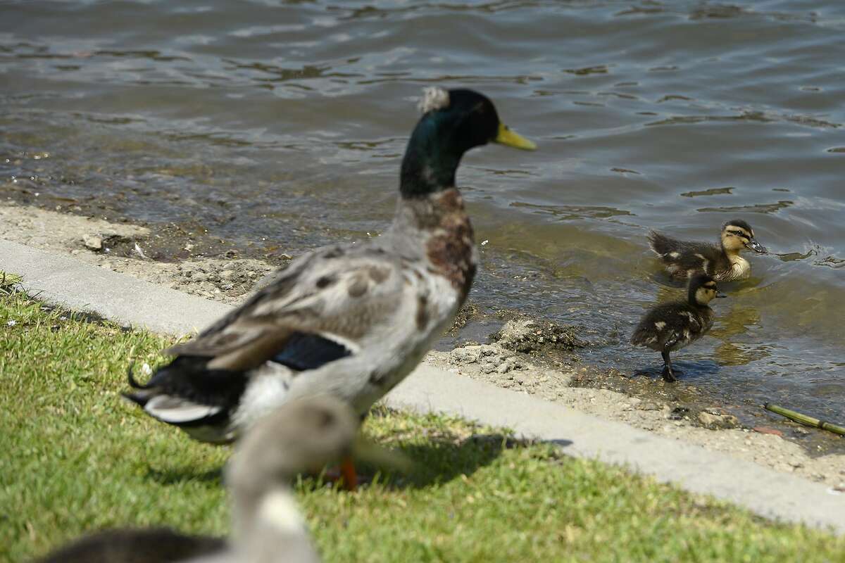 Photos: Adorable ducklings splash around Event Centre pond
