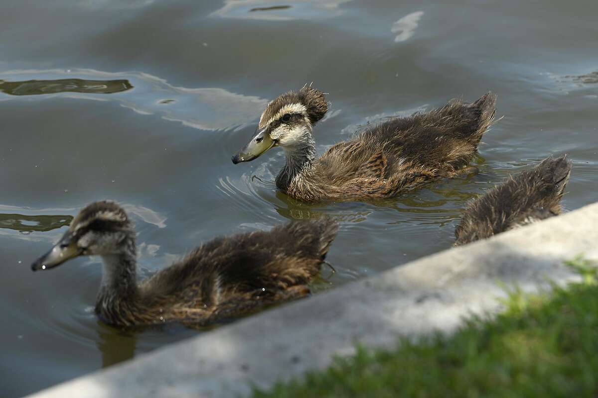 Photos: Adorable ducklings splash around Event Centre pond