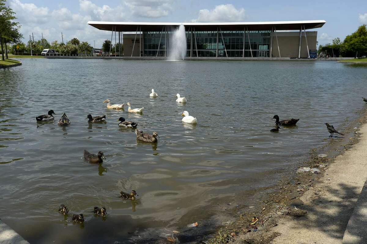 Photos: Adorable ducklings splash around Event Centre pond