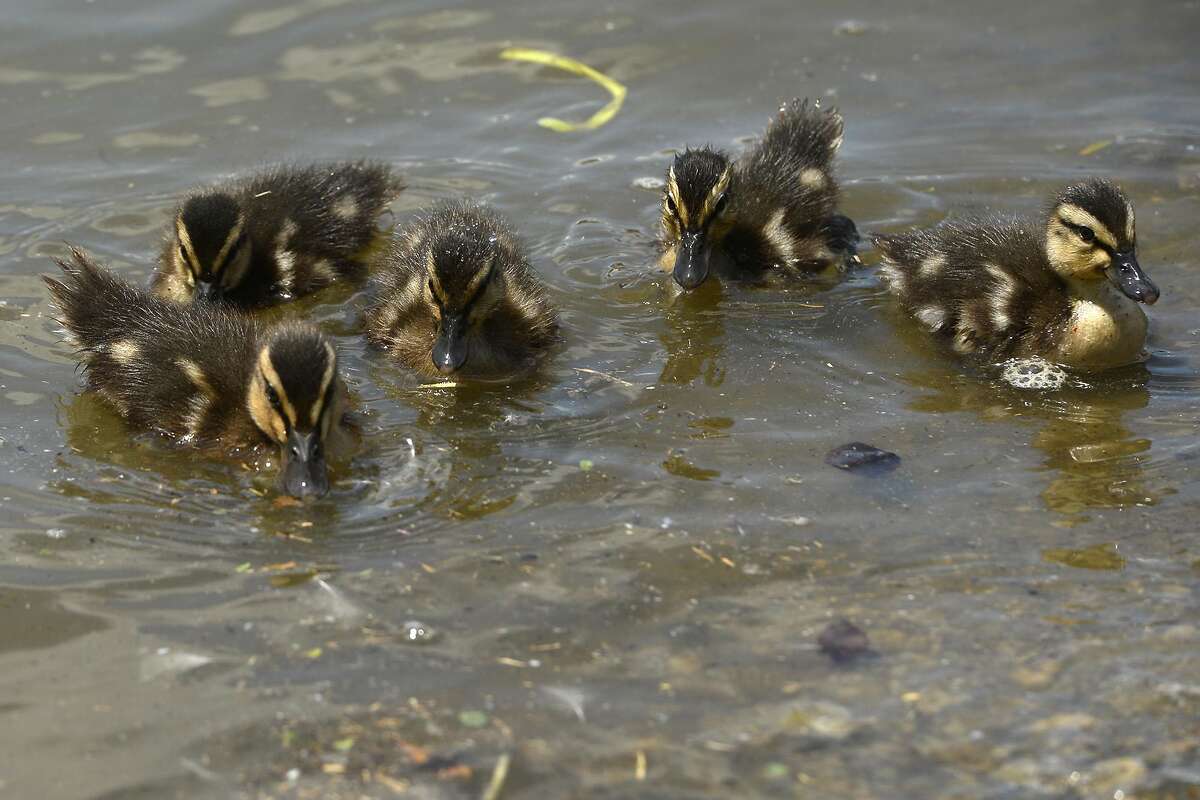 Photos: Adorable ducklings splash around Event Centre pond