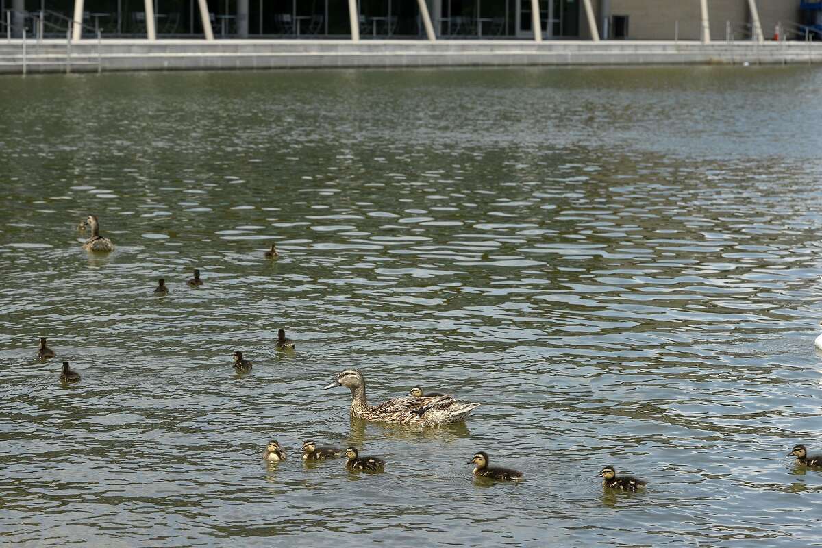 Photos: Adorable ducklings splash around Event Centre pond