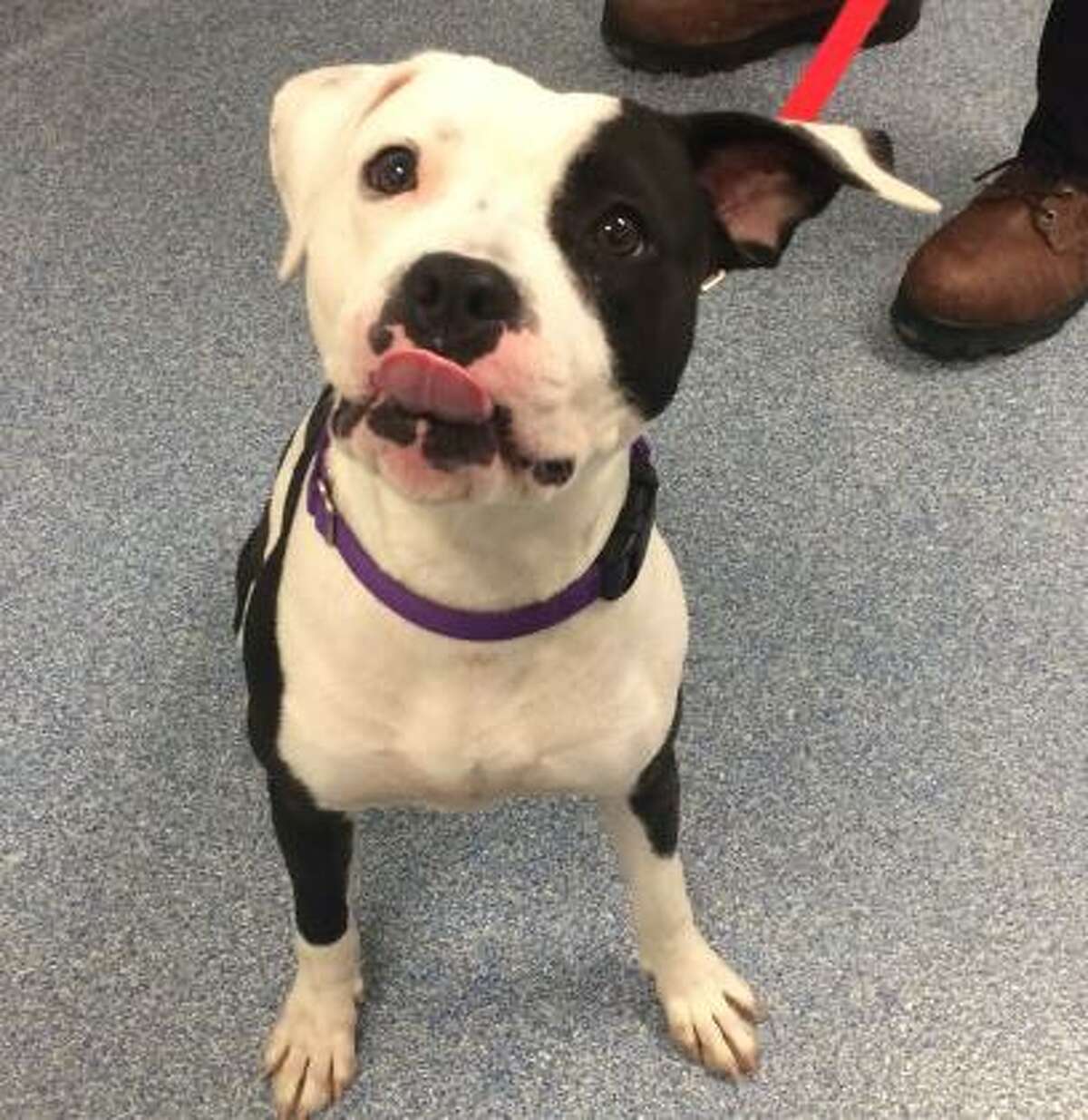 Photos: Adoptable pets at the Mohawk Hudson Humane Society