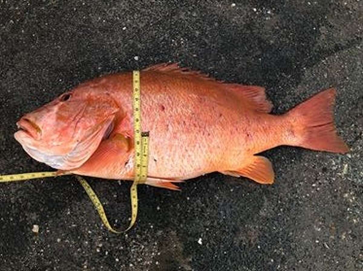San Antonio man smashes state record for dog snapper
