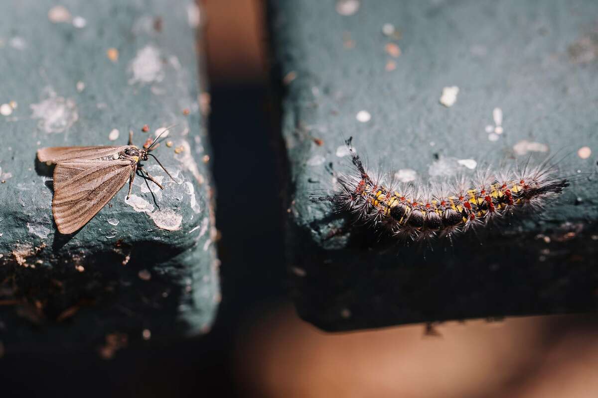 Experts reassuring as thousands of oak moths swarm Oakland park trees