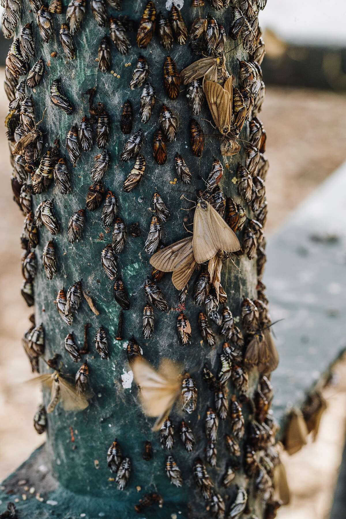 Experts reassuring as thousands of oak moths swarm Oakland park trees