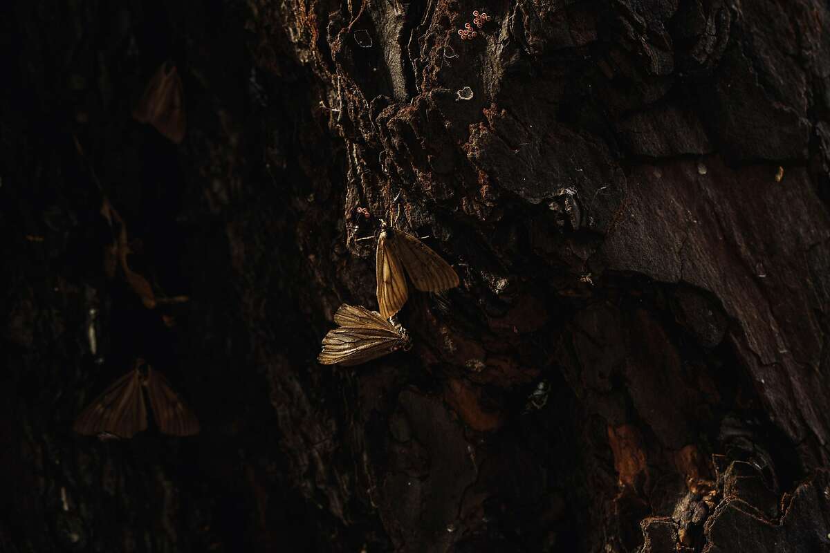 Experts reassuring as thousands of oak moths swarm Oakland park trees