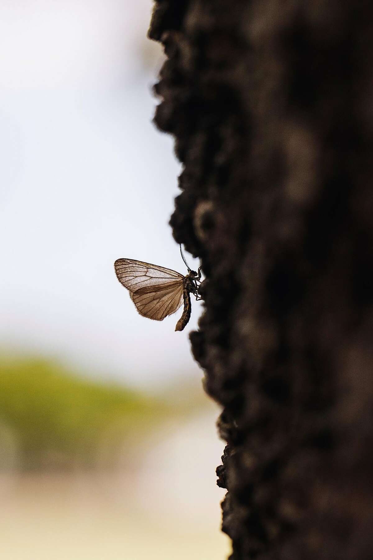 Experts reassuring as thousands of oak moths swarm Oakland park trees