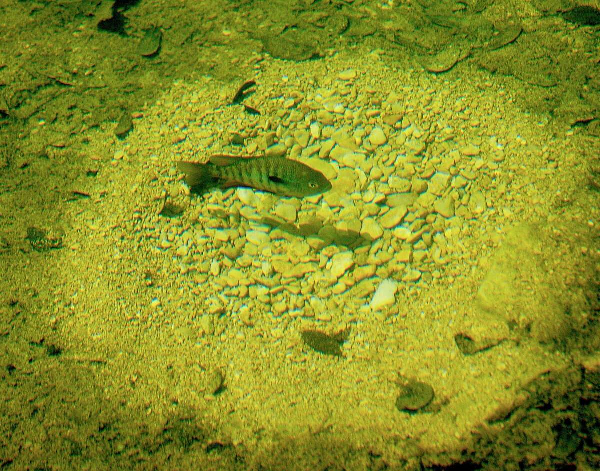 June spawn signals peak in Texas sunfish action