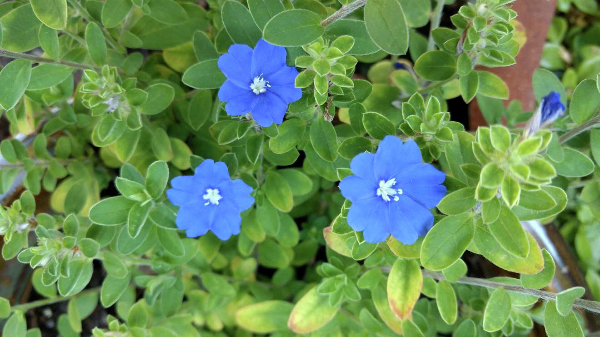 Blue blooms all summer long