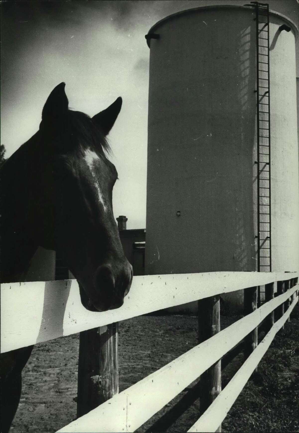 A daughter of the King Ranch recalls a Triple Crown