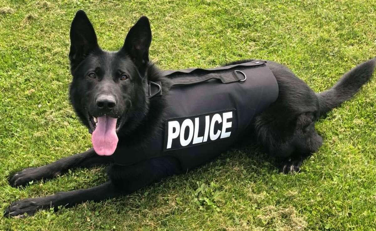 Brookfield PD’s newest K-9 gets body armor