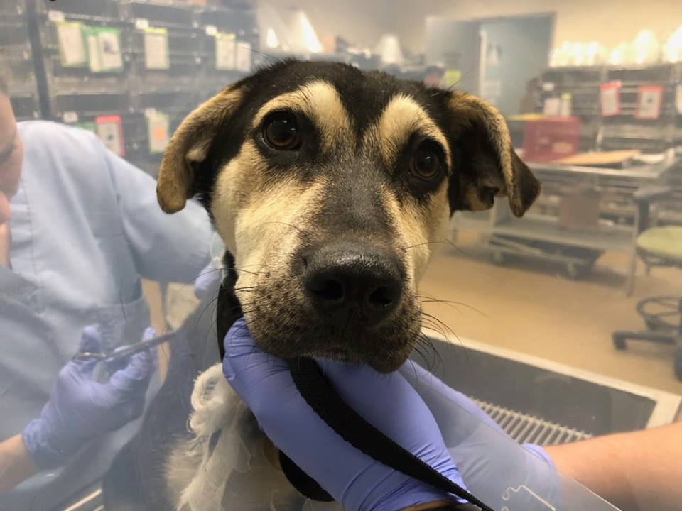 Graphic photos show young dog severely burned by sun in San Antonio