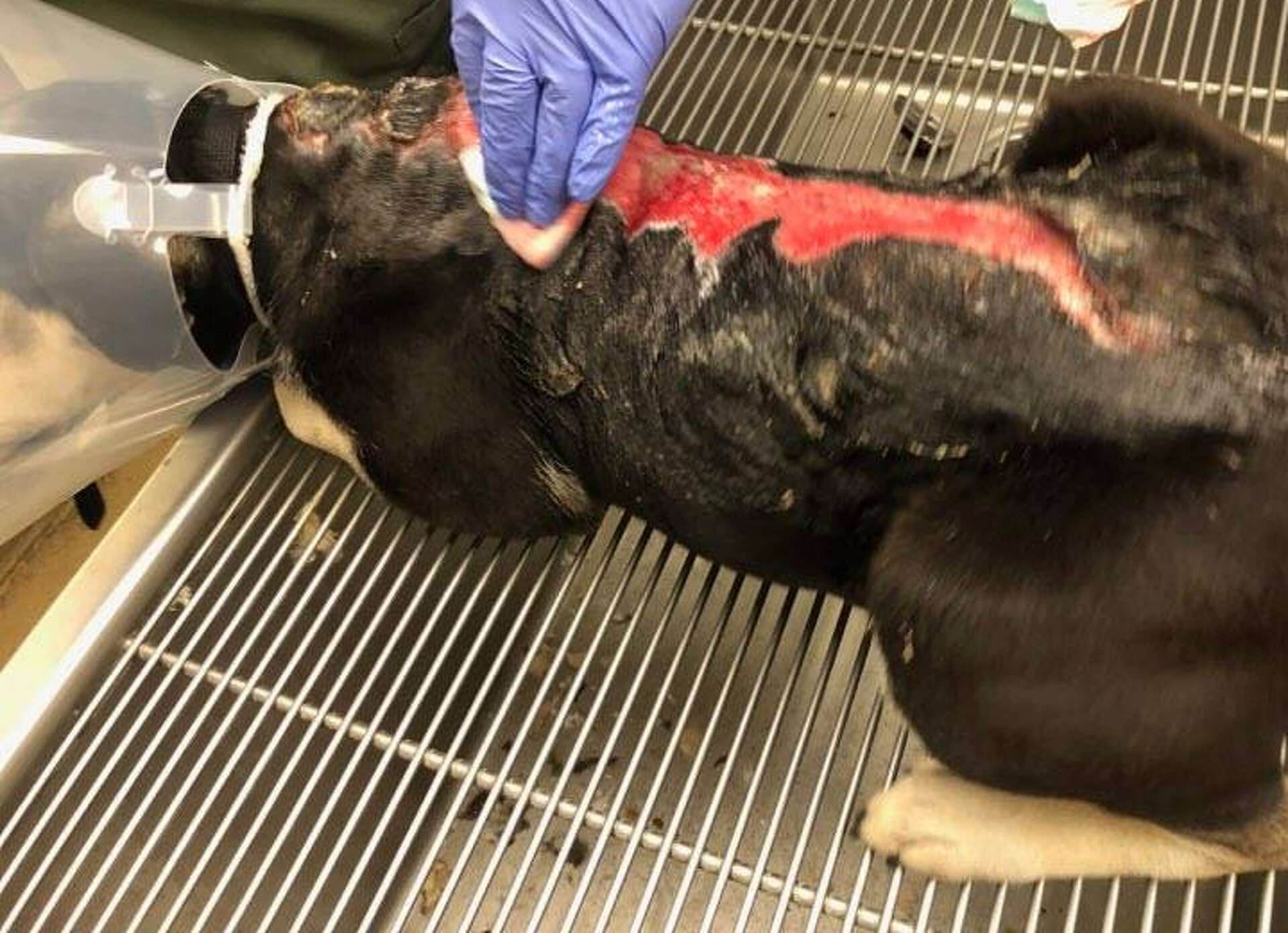Graphic photos show young dog severely burned by sun in San Antonio