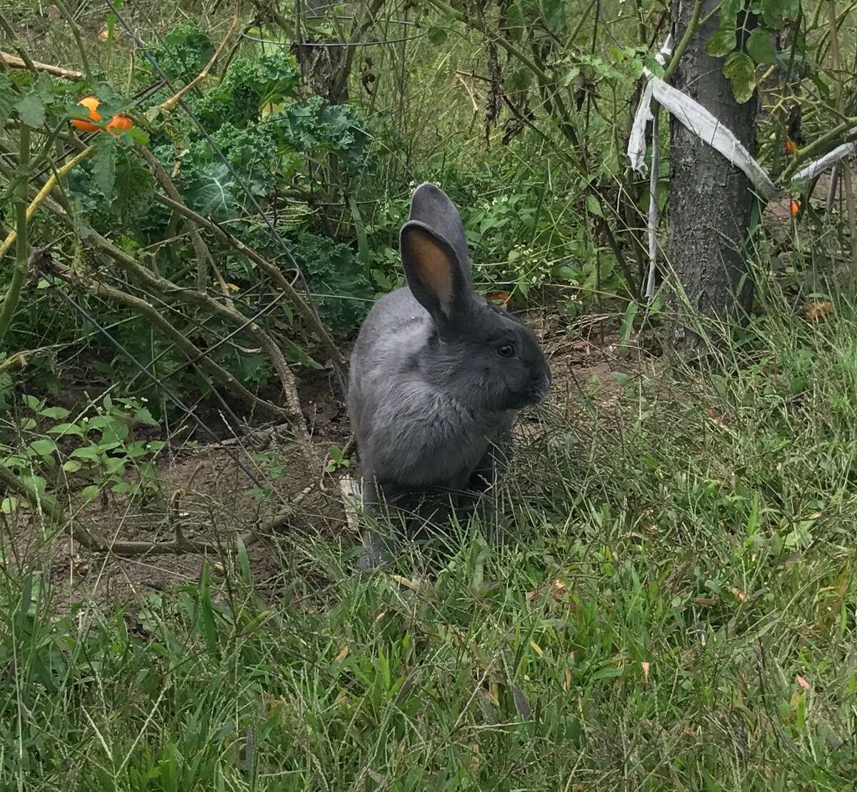 Schenectady farm says rabbit stolen — again