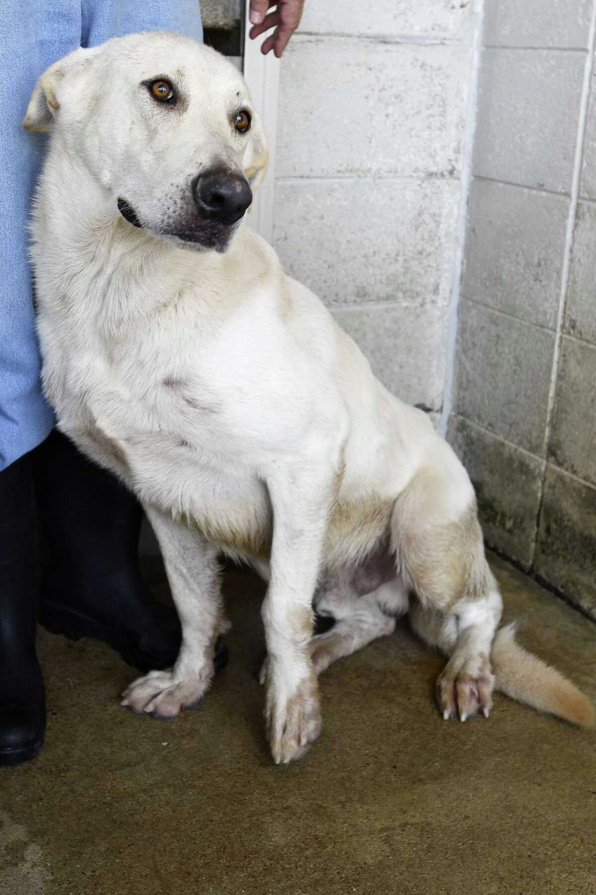 Photos: Adoptable pets at Beaumont shelter