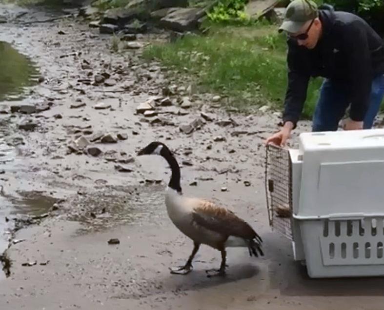 Injured goose released back into wild after recovery