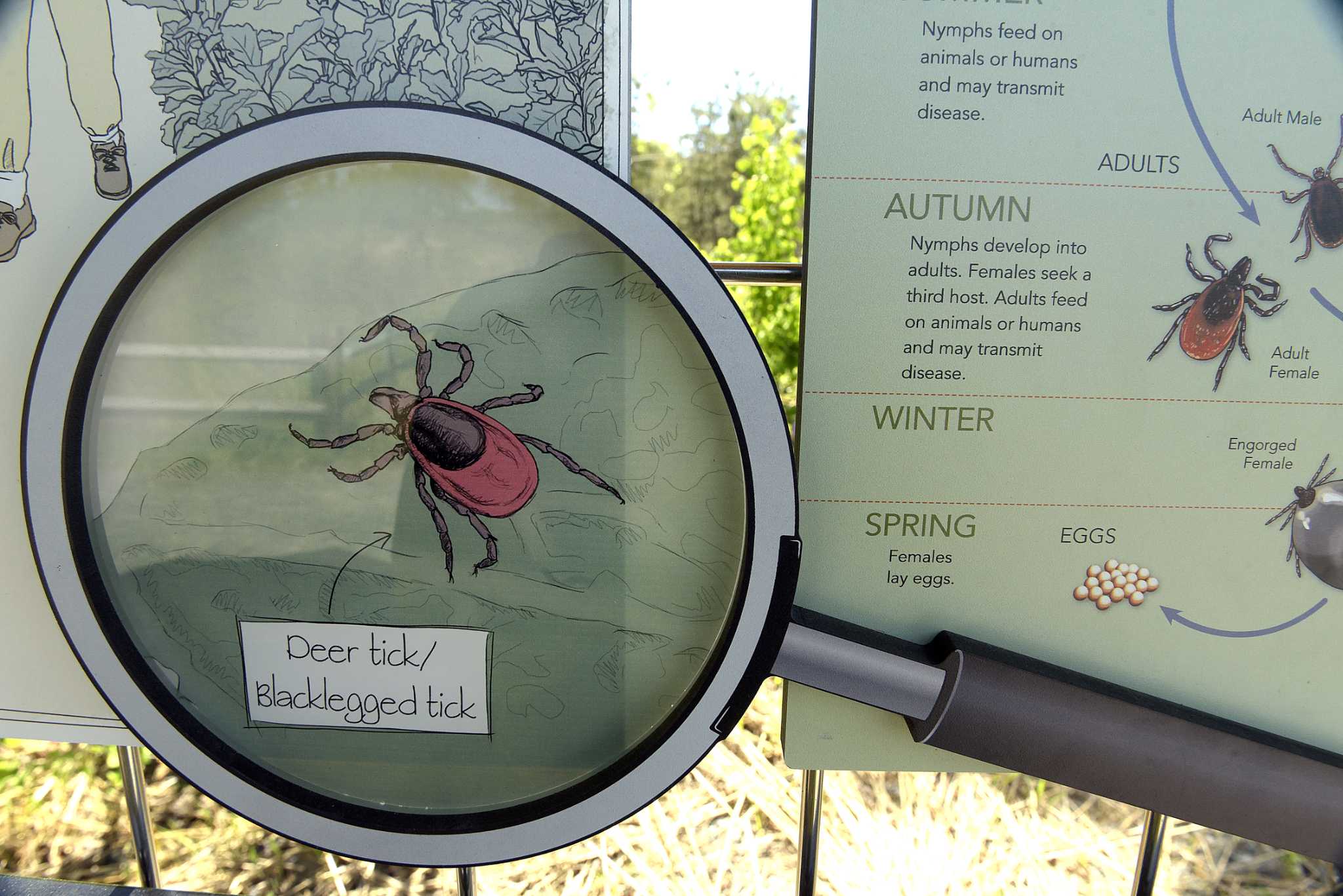 Capital Region seeing surge in once-rare tick-borne disease
