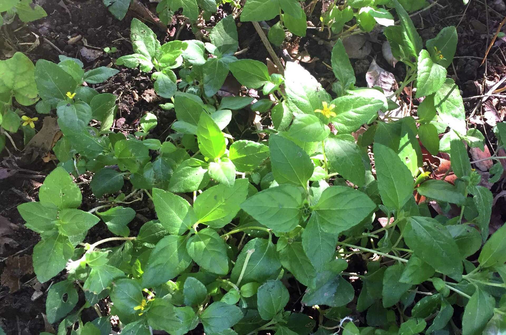 Calvin Finch: Your guide to fall lawn care in San Antonio