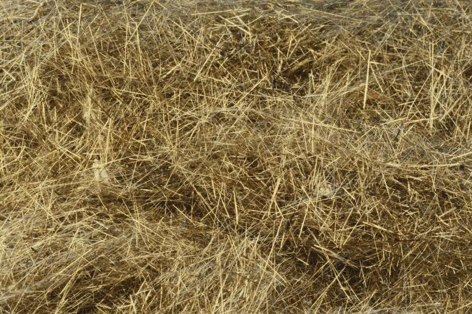 Dangerous golden 'hair' sprouting from Hawaii's Kilauea volcano