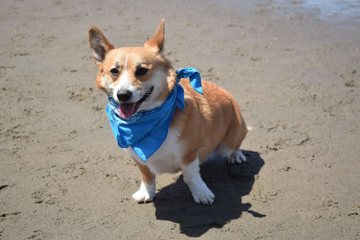 Corgi Con returns to Ocean Beach in all its sweet, stumpy glory