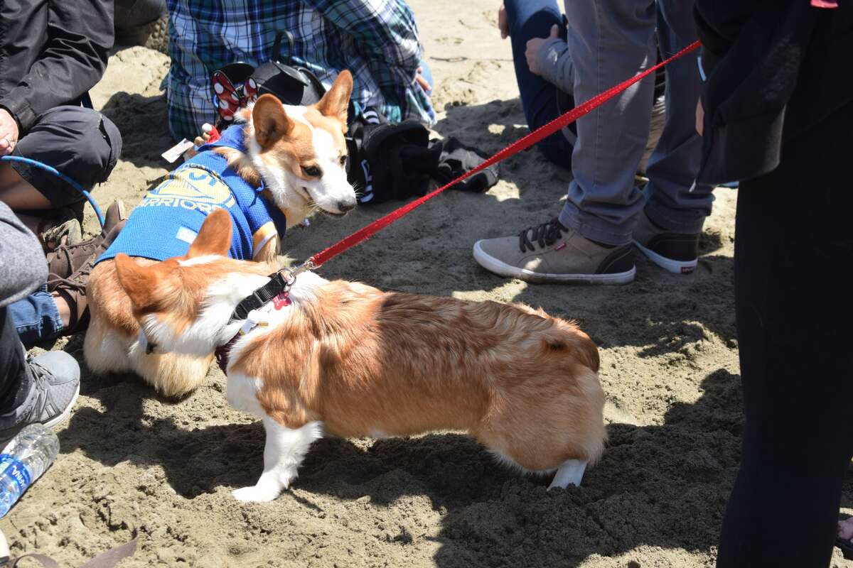 Corgi Con returns to Ocean Beach in all its sweet, stumpy glory