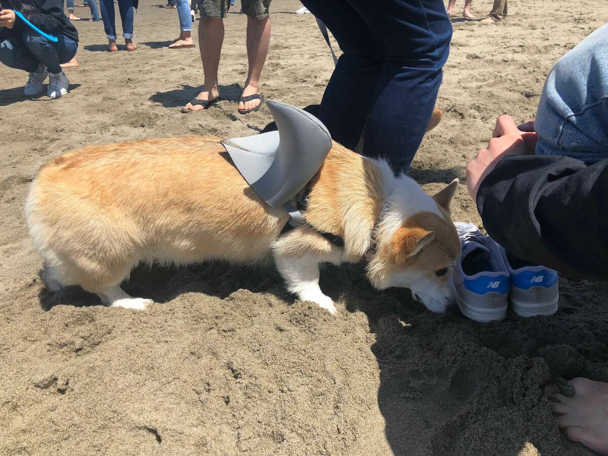 Corgi Con returns to Ocean Beach in all its sweet, stumpy glory