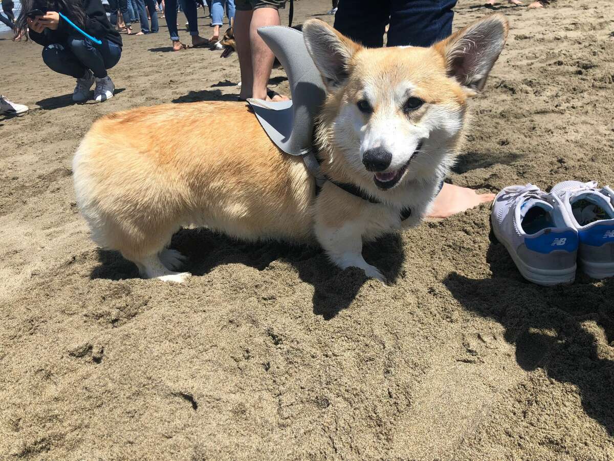 Corgi Con returns to Ocean Beach in all its sweet, stumpy glory
