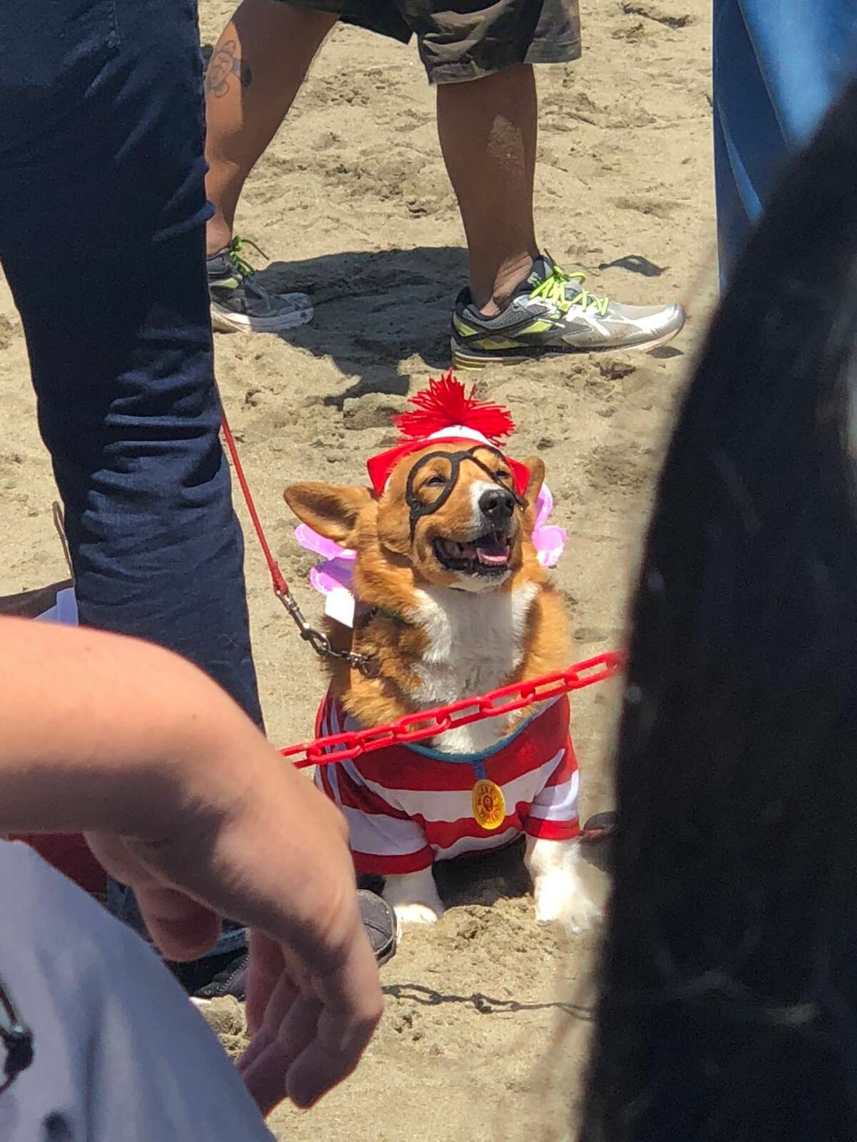 Corgi Con returns to Ocean Beach in all its sweet, stumpy glory
