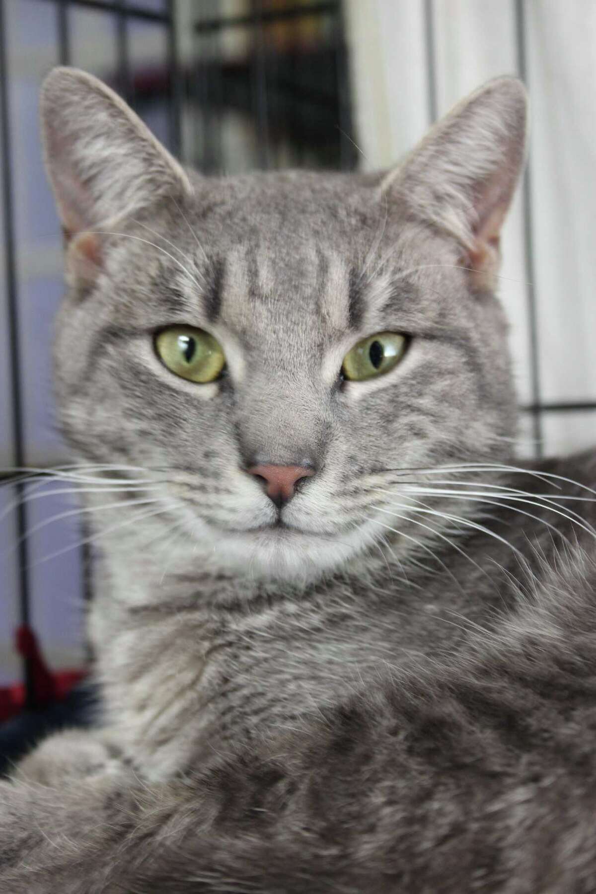 Pet of the day: Pumba