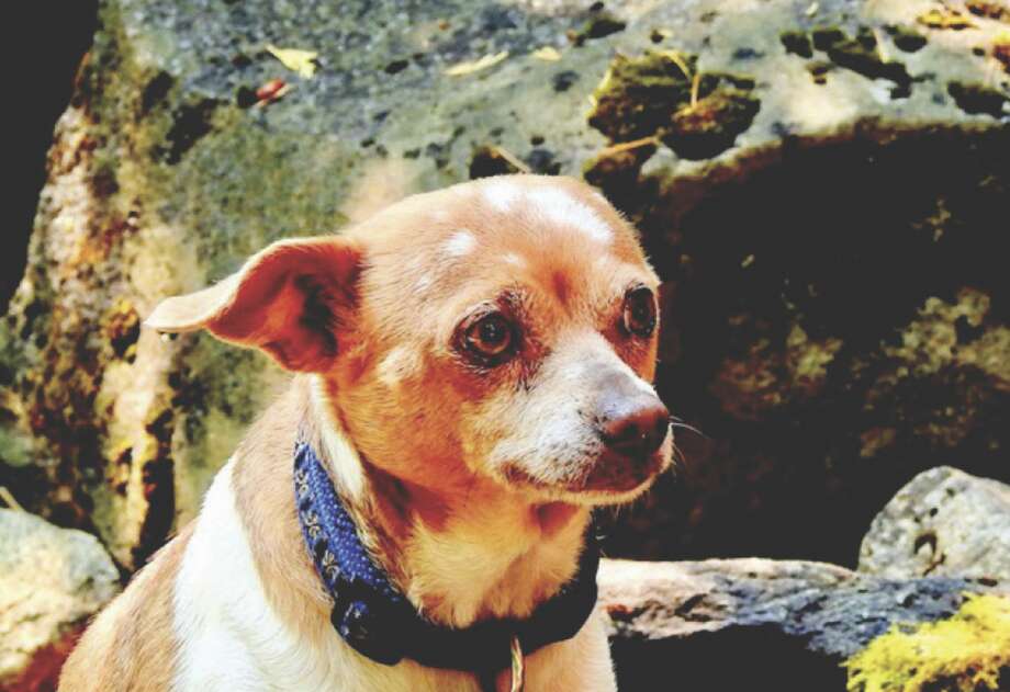PETS REMEMBERED: Brave little Goober - SFGate