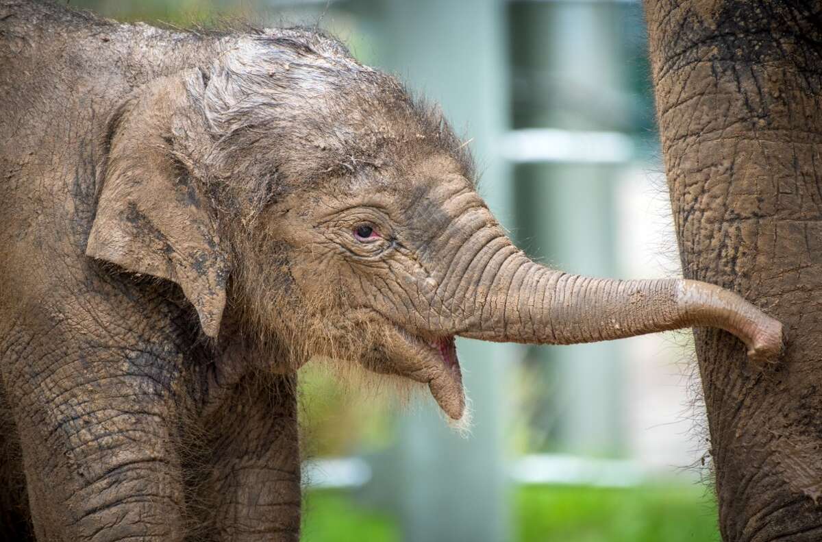 Houston Zoo's newest baby elephant is pretty adorable