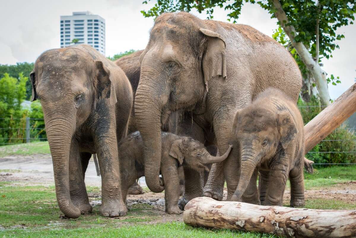 Houston Zoo's newest baby elephant is pretty adorable