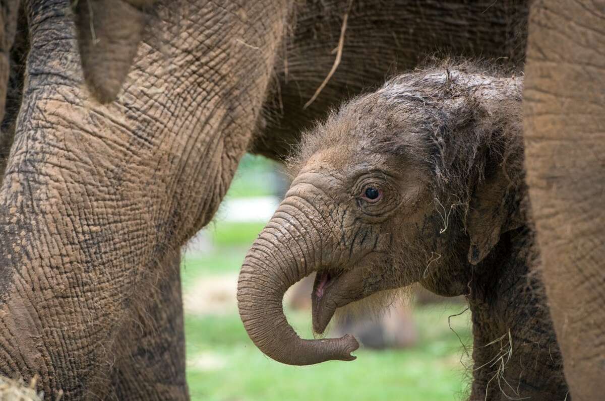 Houston Zoo's newest baby elephant is pretty adorable