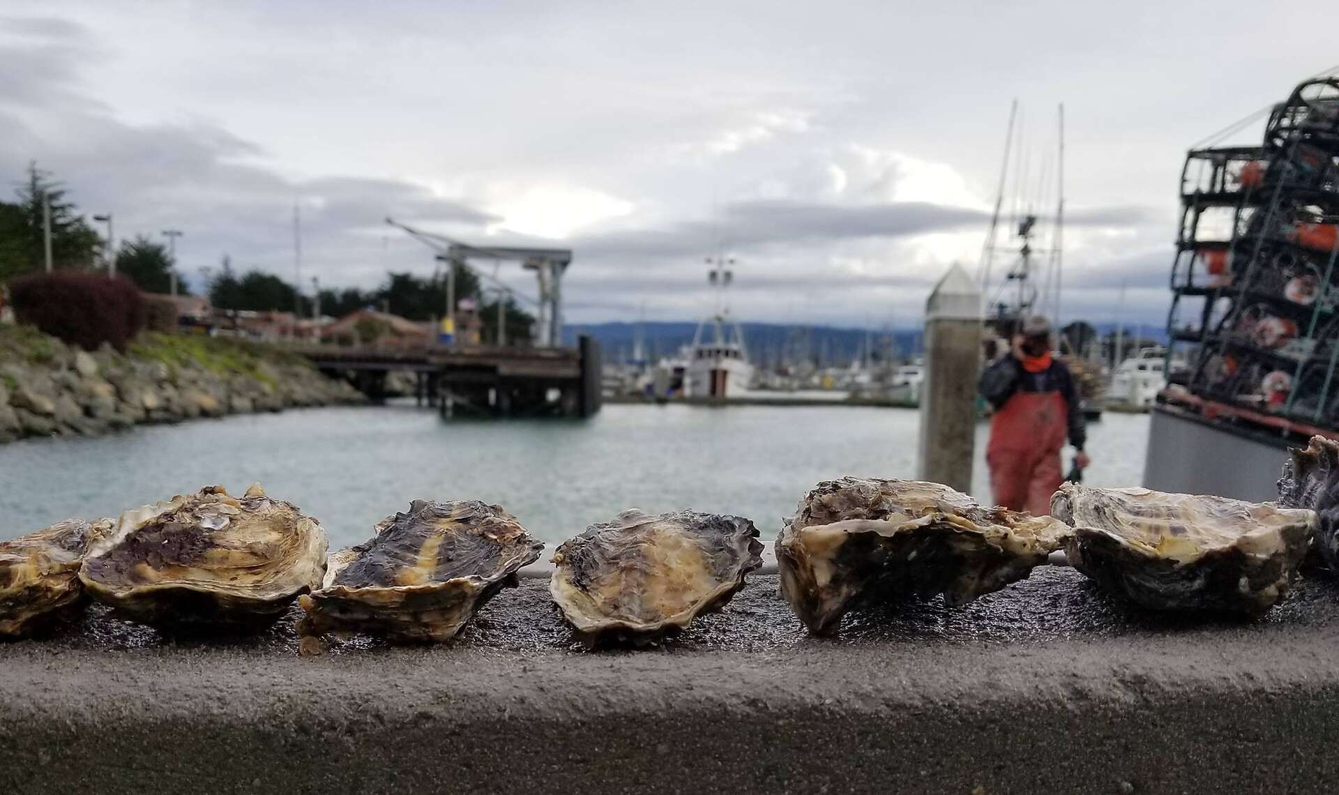 Everything you need to know about the oyster capital of California