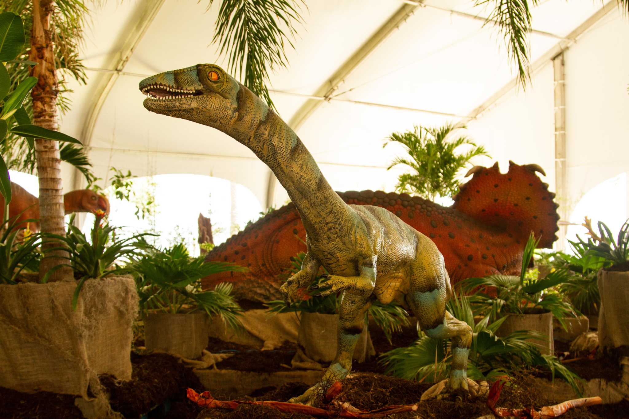 Where to track Dinosaurs in Texas