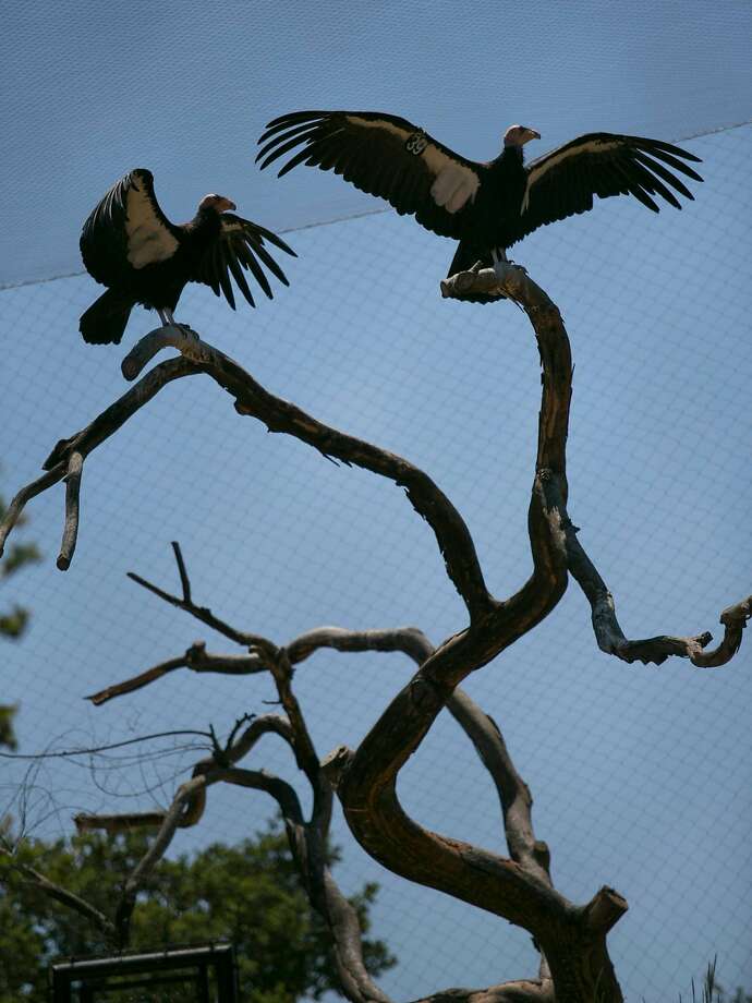 'Cause for celebration': Fledged chick marks major milestone for ...