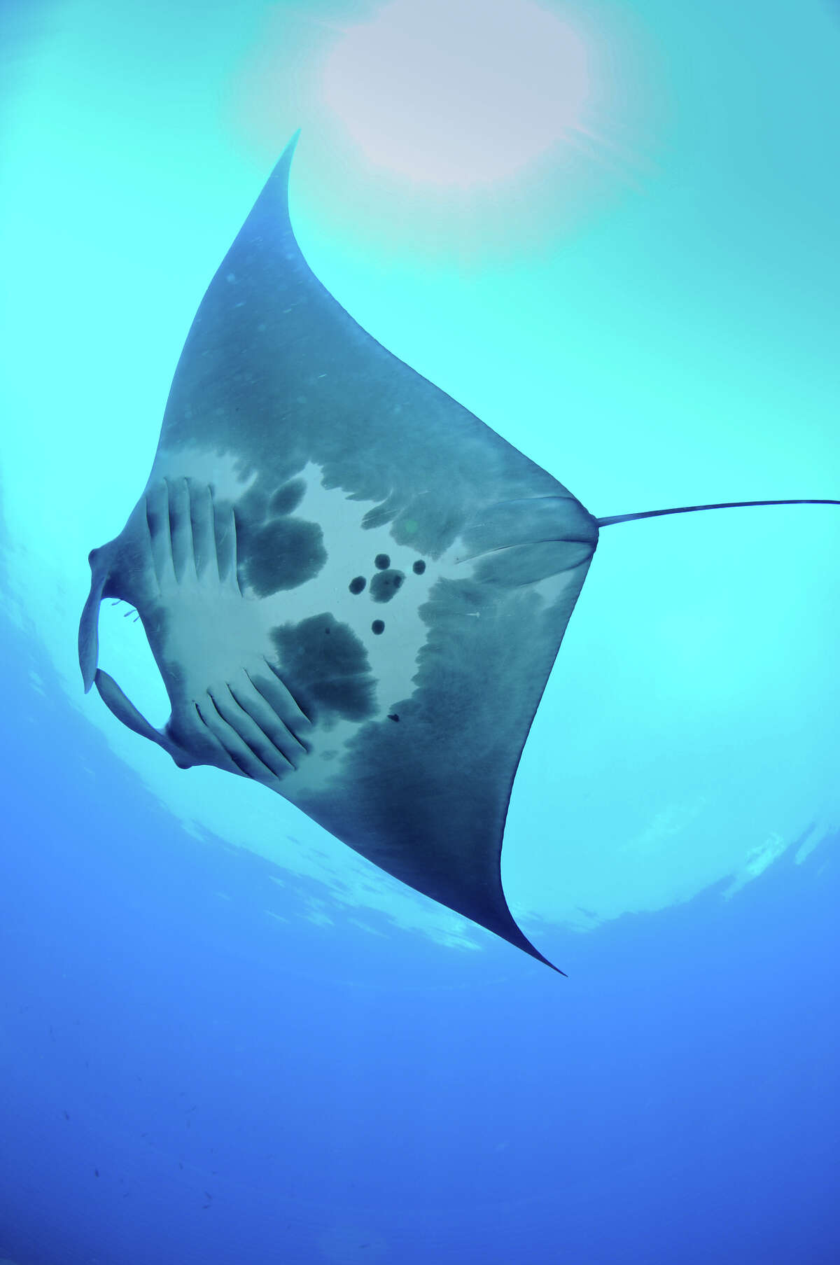 Peer inside the discovery of the world's first 'manta ray nursery' off ...