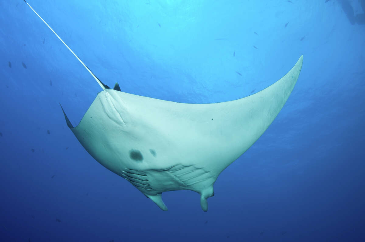 Peer inside the discovery of the world's first 'manta ray nursery' off ...