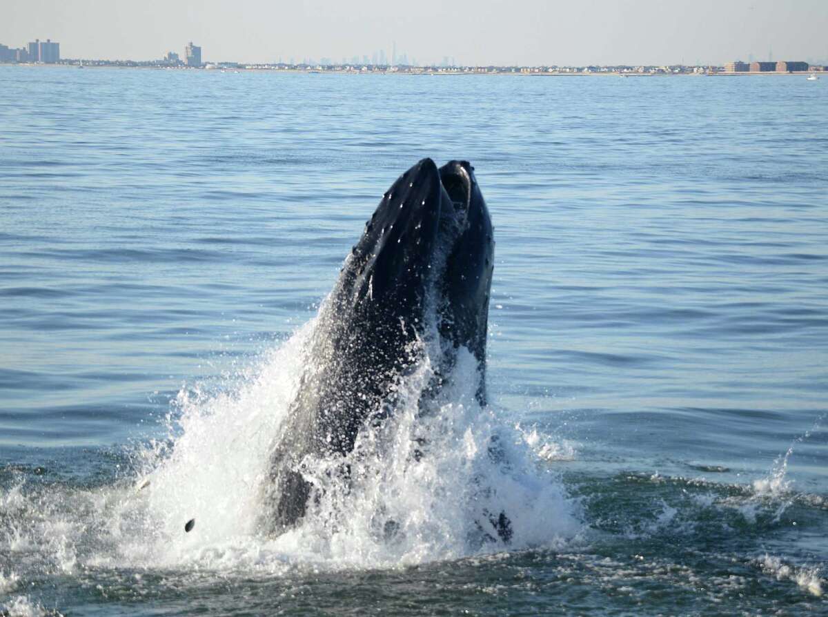Meet your neighbor...Whale conservation biologist Howard Rosenbaum
