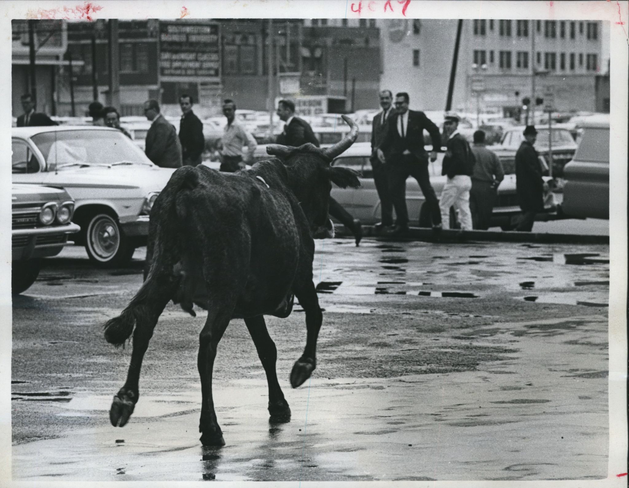 Crazy critters: Best animal photos from the Chronicle archives