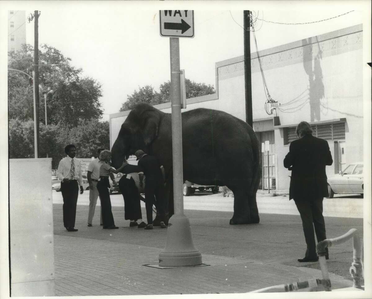 Meet Kirby the kinkajou, rescued from the mean streets of Houston and ...