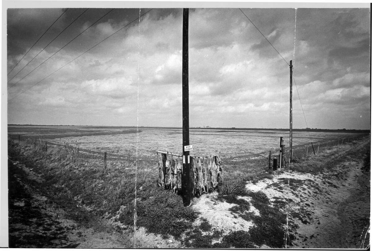 Meet Kirby the kinkajou, rescued from the mean streets of Houston and ...