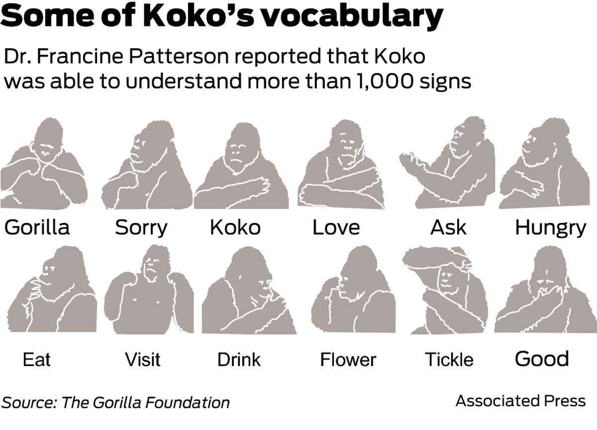Koko, the beloved gorilla who knew sign language, dies at age 46